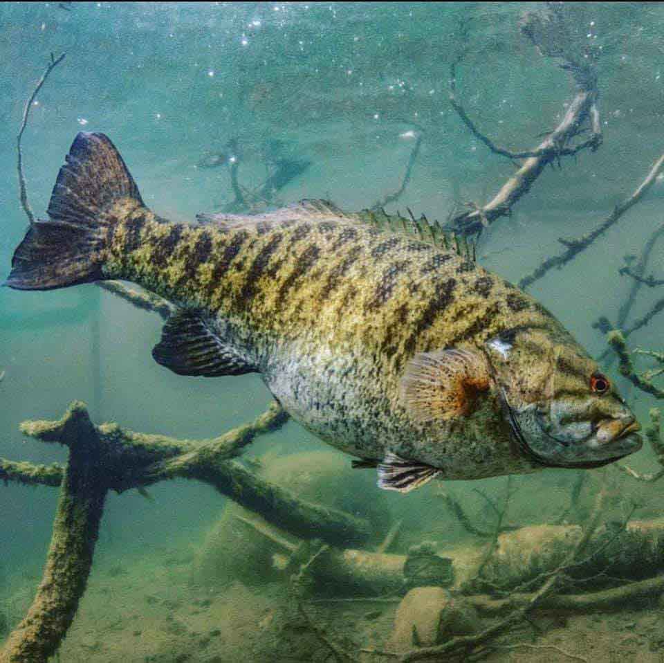 Fishing Factors™ - Fish Sense Lures
